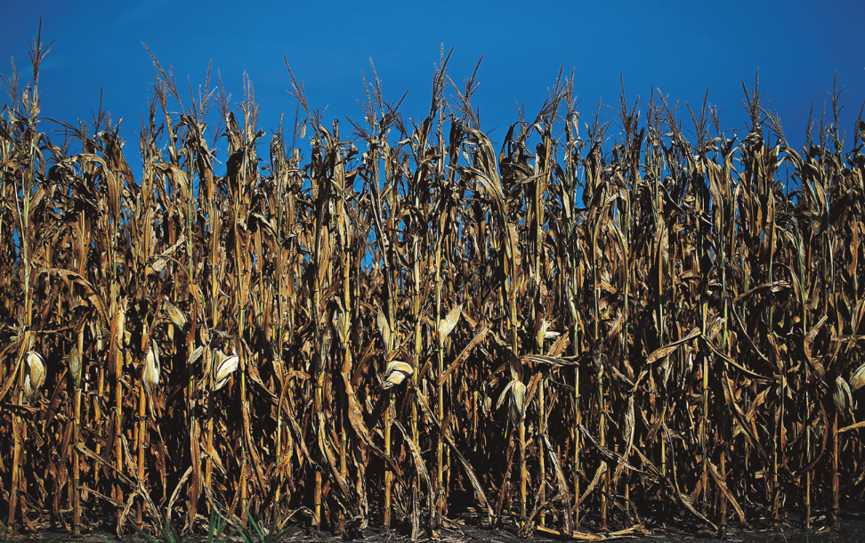 A tragédia do milho Americano - Dinheiro Rural
