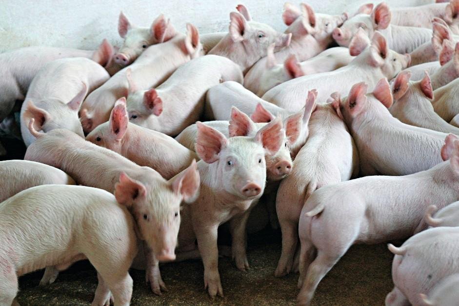 Exportações de carne suína tem forte ritmo em julho - Dinheiro Rural
