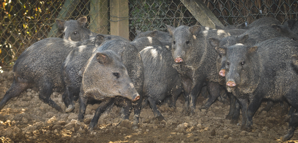Bicho Bom - Dinheiro Rural