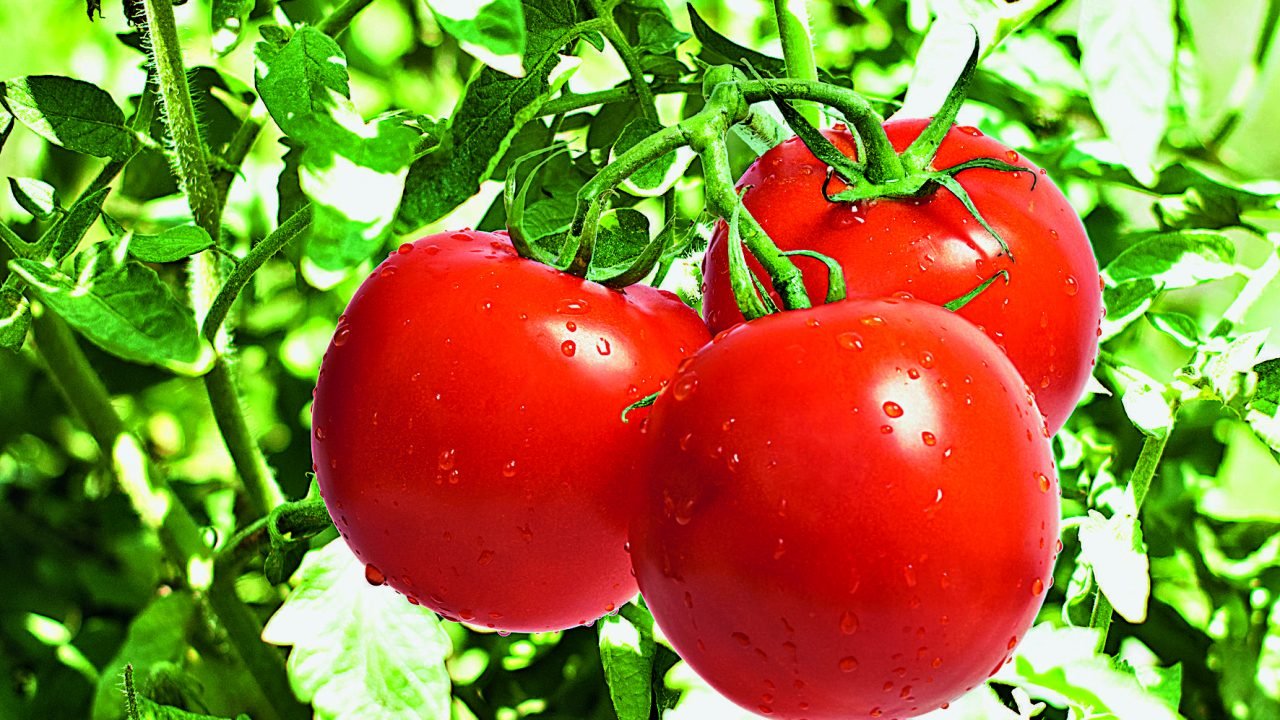 Acerte o alvo no manejo da pinta preta do tomate - Dinheiro Rural