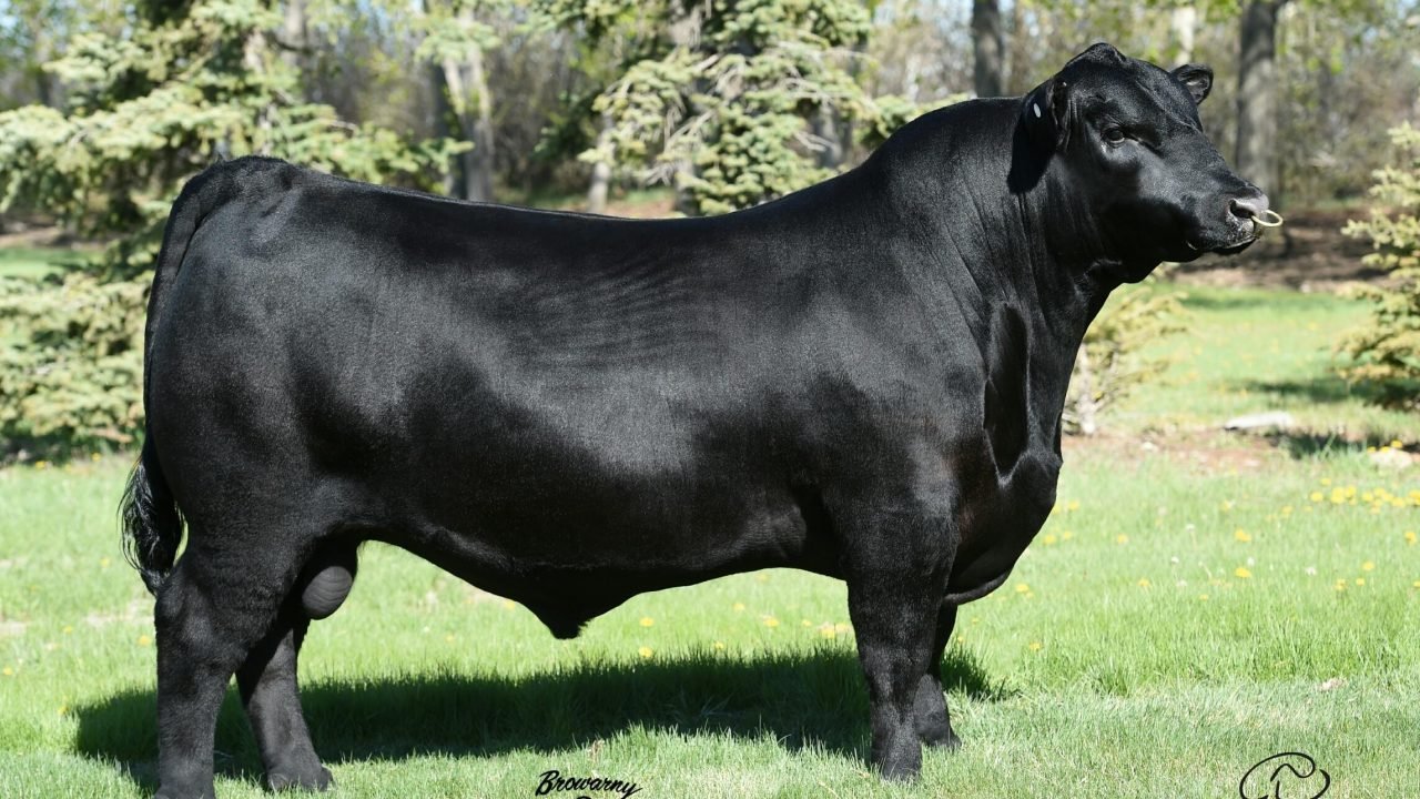 Casa Branca Agropastoril adquire o touro Angus SAV Purebred 4896 ...