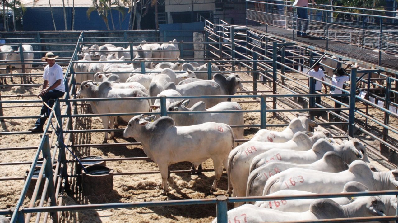 Leilão Virtual CFM BullTrade fatura R$ 3,06 milhões com a venda de 495 ...