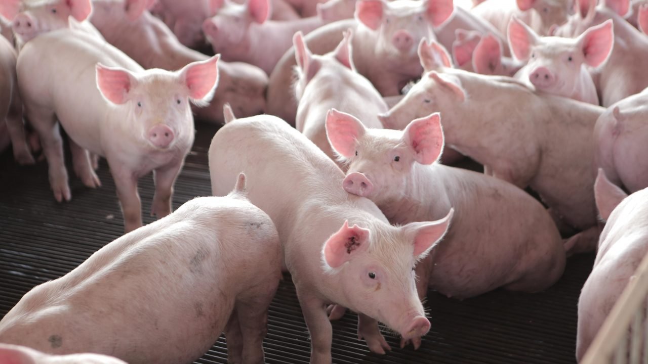 Cartilhas ensinam como cuidar de suínos desde a granja até os ...