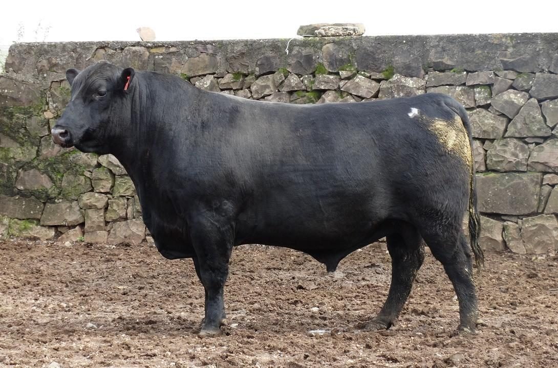 Versão 2.0 de famoso touro Angus promete movimentar o mercado ...